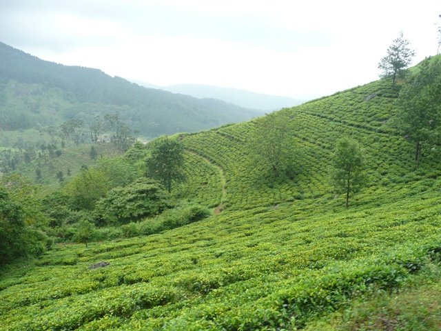 Sri Lanka - Nature: Riverstan