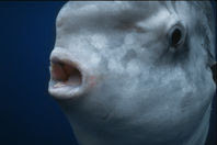 THE BIG FISH: Sunfish a.k.a Mola-mola ,world's biggest bony fish