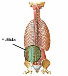 .: musculos multifidos