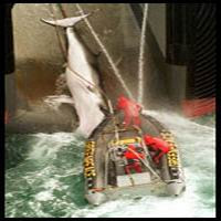 « IL PARADISO DEI DANNATI »: 2007