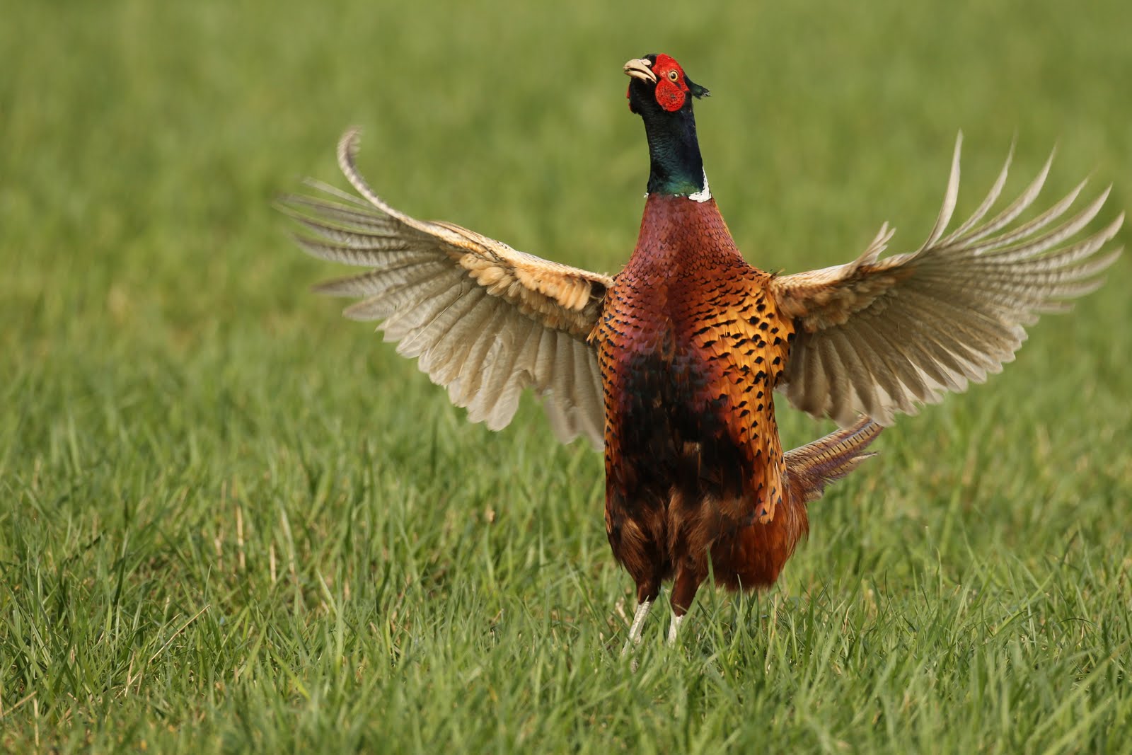Pheasant Taking Off