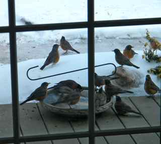 Pam's English Cottage Garden: The Unparalleled Early Bird: American Robin