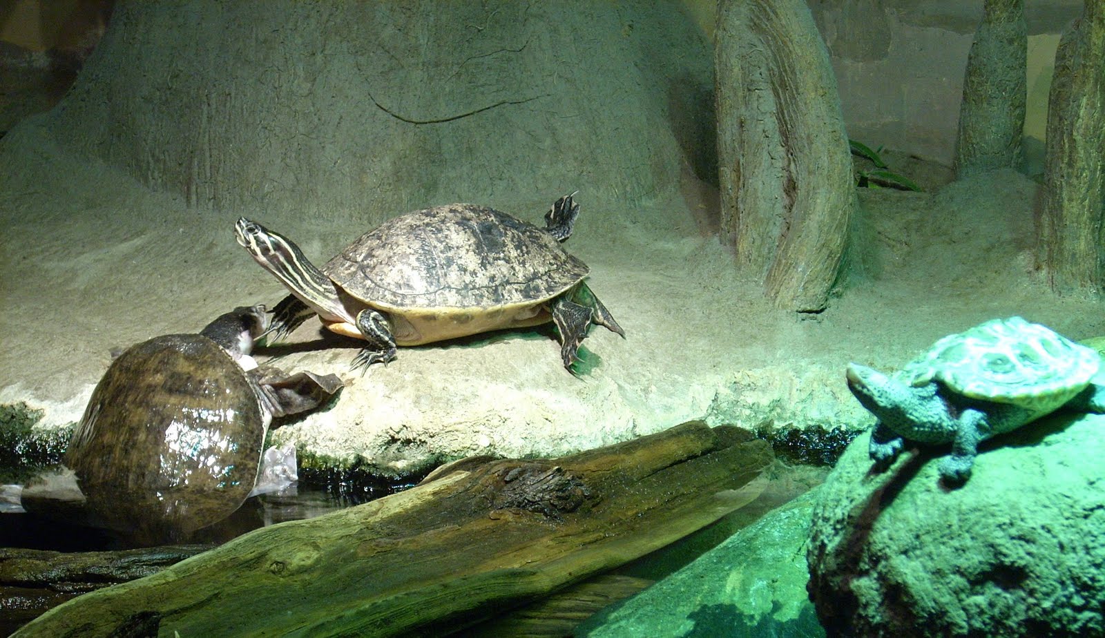 Wonder Turtle Soaps: On the Road: Denver, CO!