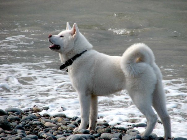 Akita inu: Ιαπωνικός Ακίτα