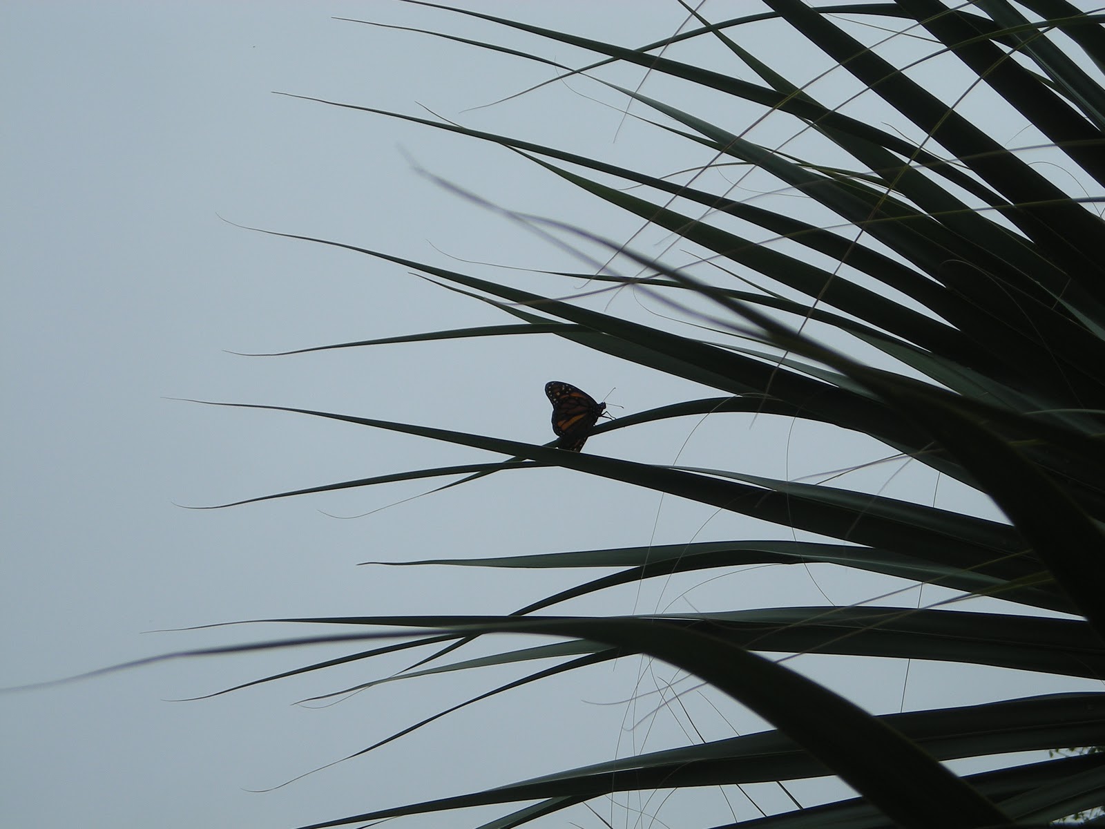 Mary Alice Monroe : The Myths of Monarchs