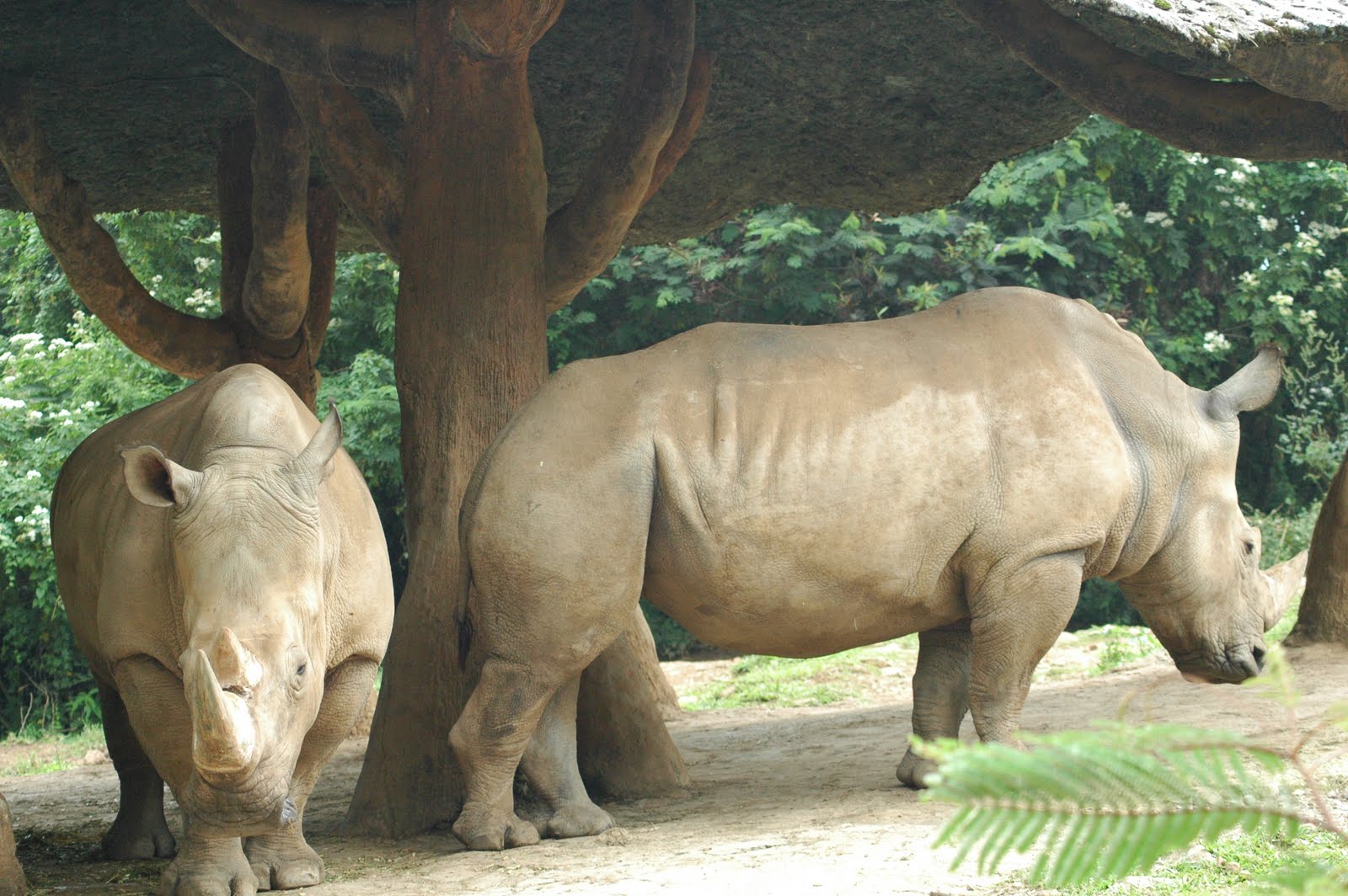 I'M AMAZED: Fauna of Indonesia