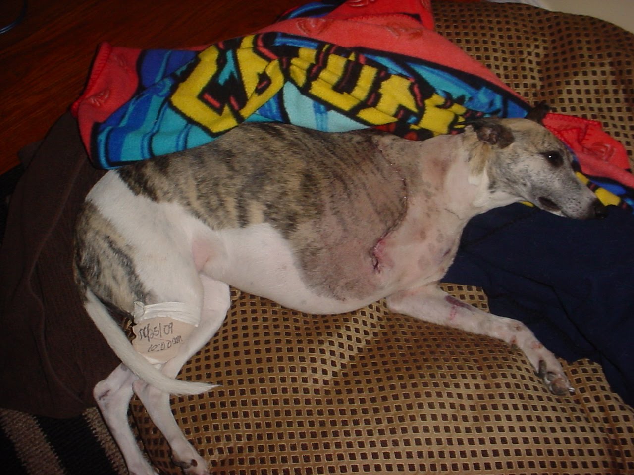 Josh Knows Best: Devo the Whippet Leg Amputation