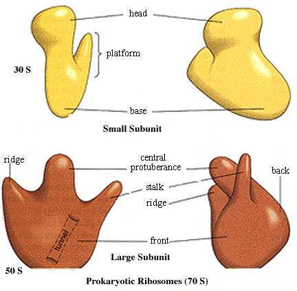 Biologi SMA: Ribosom