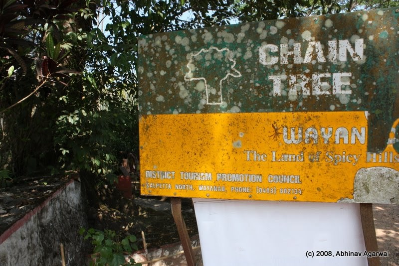 Abhinav Agarwal: Wayanad Chain Tree