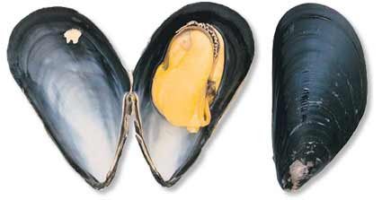 NATUURWEETJES: Wat eten mosselen