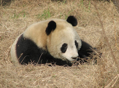 Visit Panda in Chapultepec Zoo, Mexico City ~ Pandafwd
