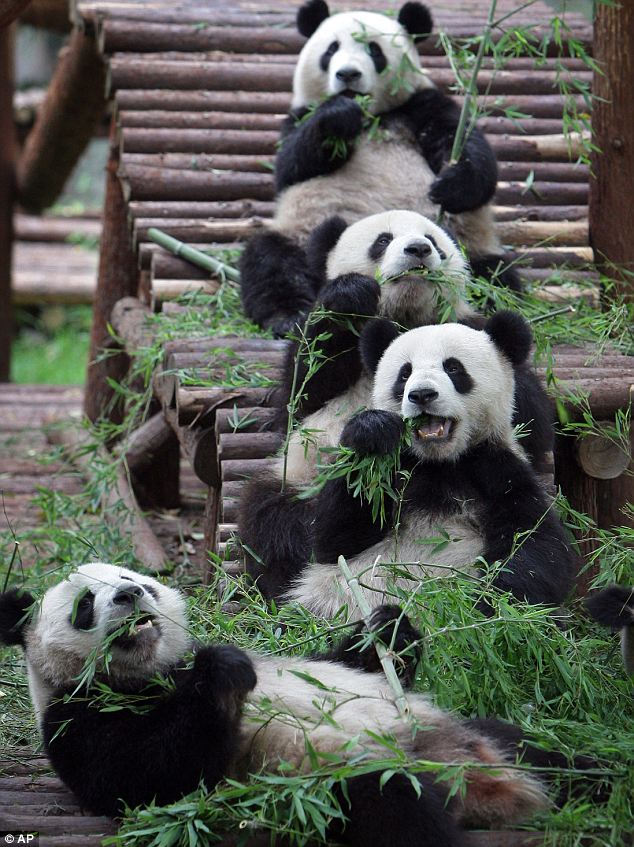 Thai Panda: We've had a tough week! Exhausted pandas rest after their ...