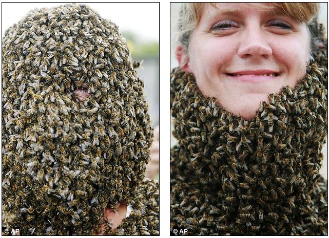 A stinging competition as contestants fight it out to win best Bee ...