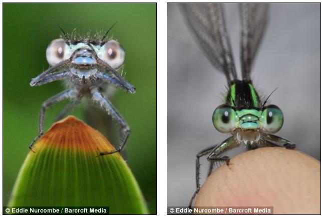 Thaipanda+: Bug-eyed: The cartoon faces of insects caught in incredible ...