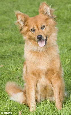 Thaipanda+: Who could dump poor Ginger? Dog's desperate chase after car ...