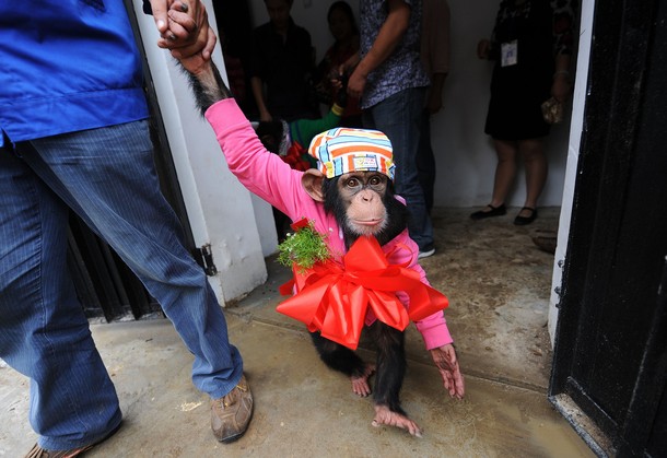 Thai Panda: Chimpanzee wedding day