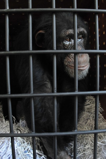 dailypetfwd: Omega, a 12-year-old chimpanzee