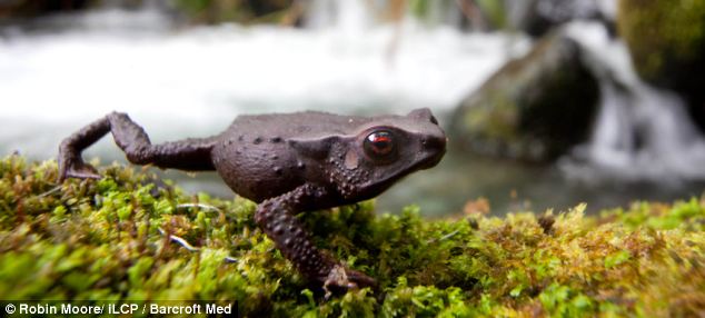 Thaipanda+: Bizarre beaked toad one of three new species discovered ...