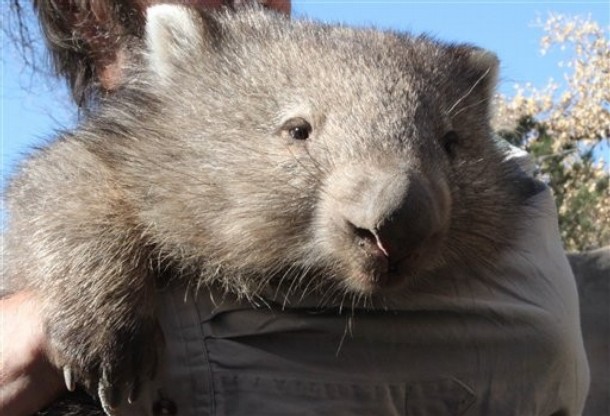 Thaipanda+: Otto, a Tasmanian wombat, waddles around the Albuquerque ...
