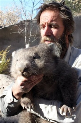 Otto, a Tasmanian wombat, waddles around the Albuquerque BioPark Zoo ...