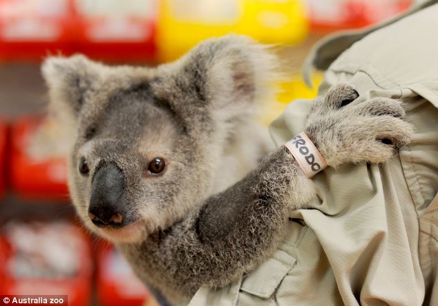 Orphaned koala blasted with shotgun makes miraculous recovery at ...