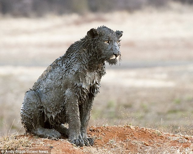 The lioness in a mess: Hunter caked in mud after chasing prey near ...