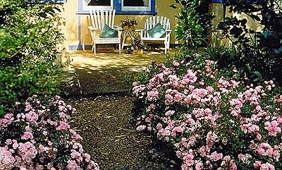 Flower Carpet roses are the easiest rose to grow » Sage Outdoor Designs