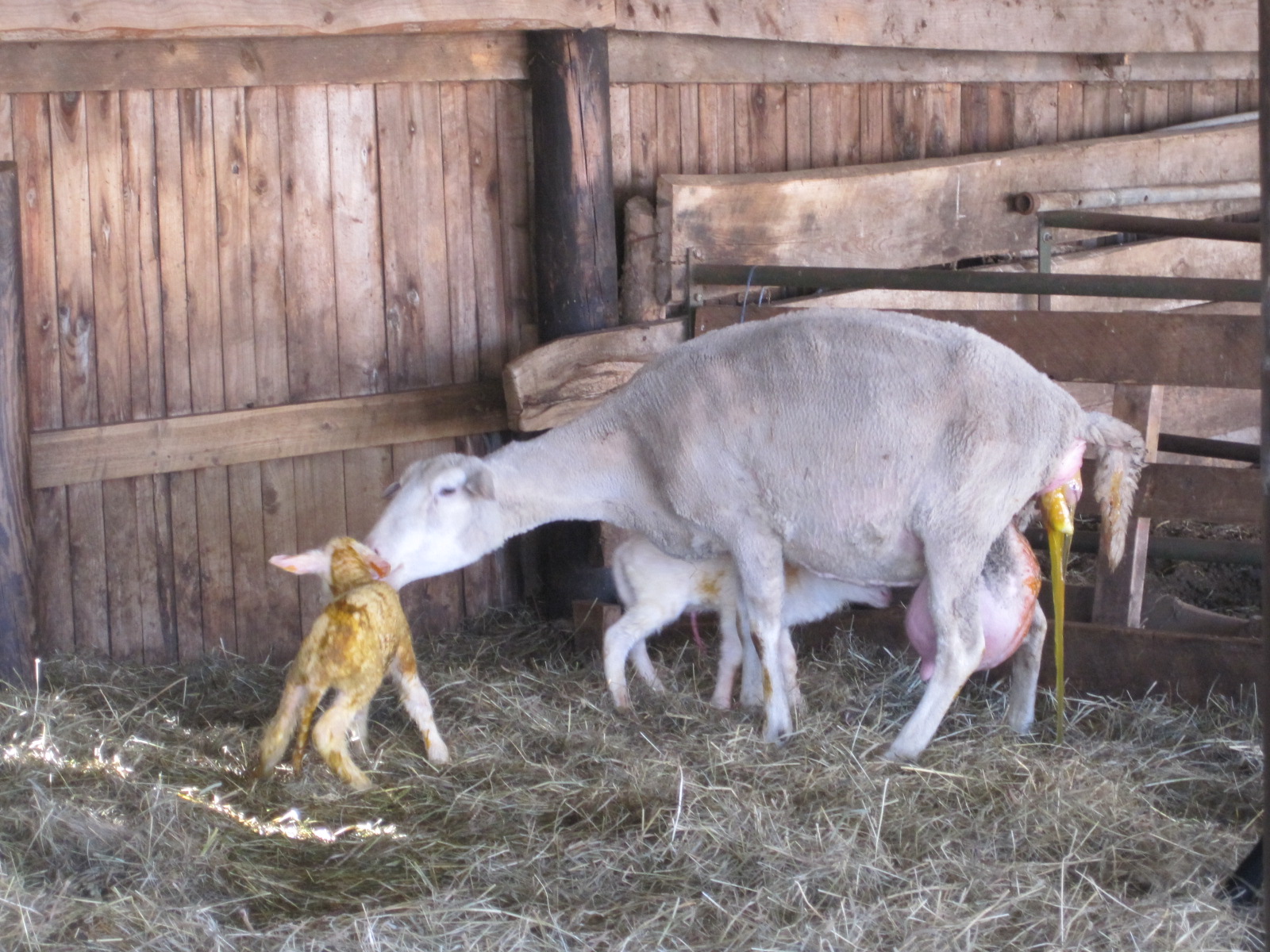 Ewe and Cheese: 3. Lambing Season in Full Swing!