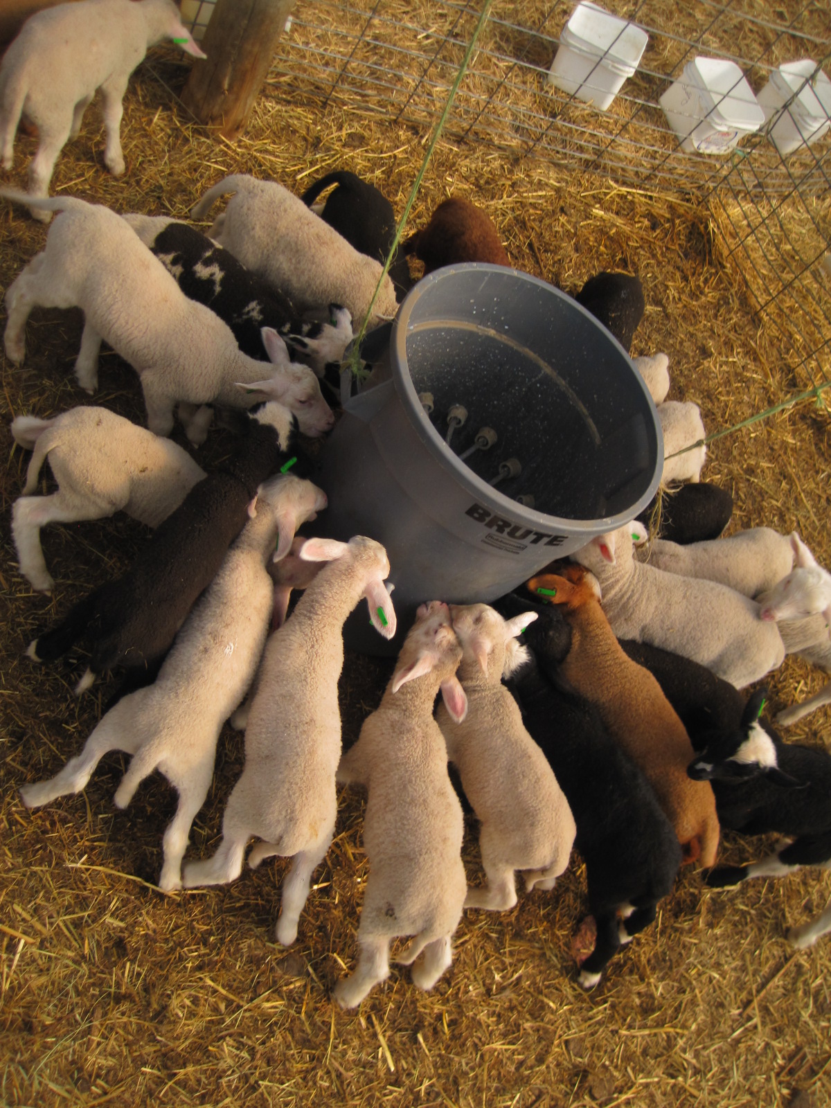 Ewe and Cheese: 12. The Hungry Growing Lambs