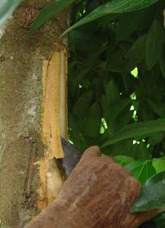 PENSAMIENTO ANDAQUI: Canela de Andaquíes