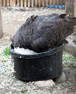 Bird Treatment and Learning Center: Bald Eagle Taking a bath