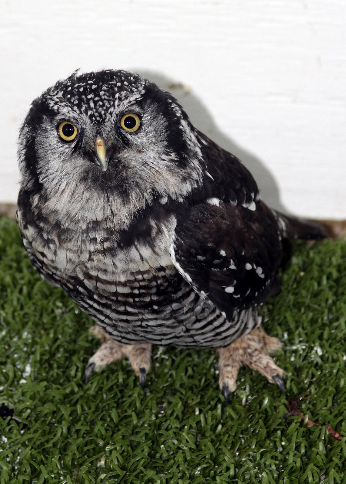 Bird Treatment and Learning Center: It's getting close to Holloween, we ...