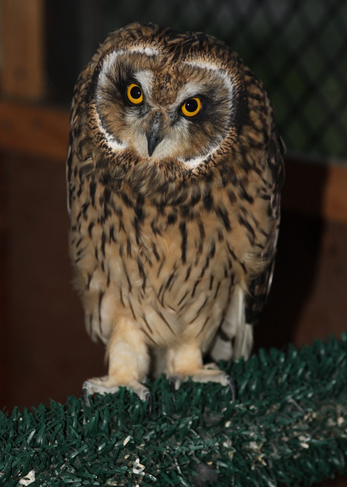 Bird Treatment and Learning Center: It's getting close to Holloween, we ...