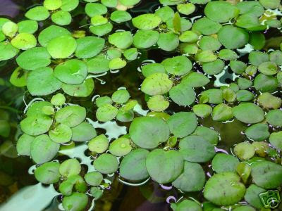 Cool Plants: Floating Plants