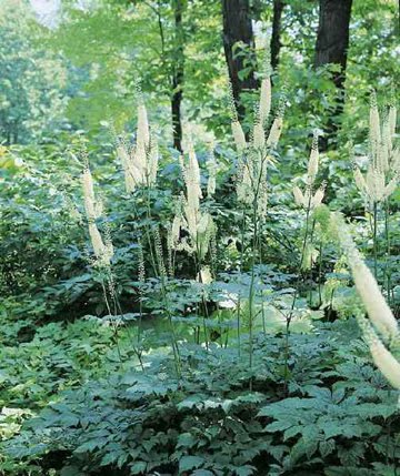 Winterberry Farm Primitives Garden Blog: Actaea racemosa - A Native ...
