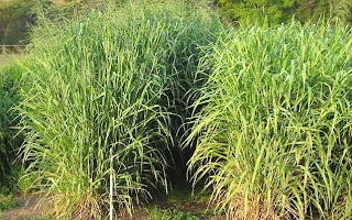 Yasaí Biojóias: Coleção Capim Colonião