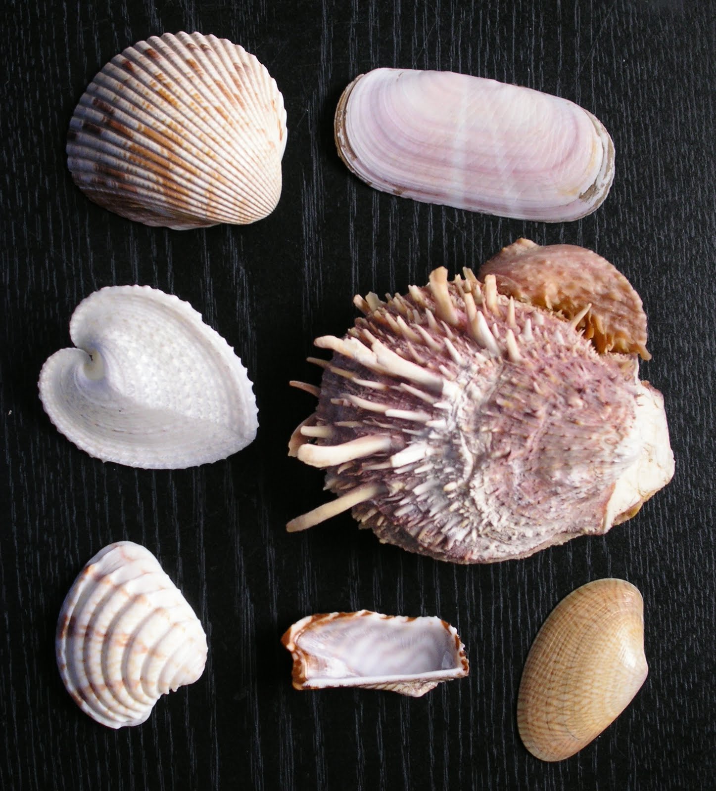 coret coret: Bivalvia