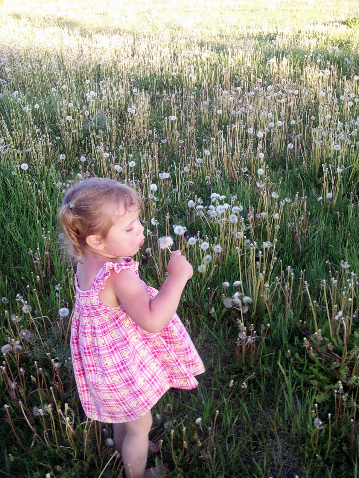 Hardman Household: Robyn's Blowey Flowers