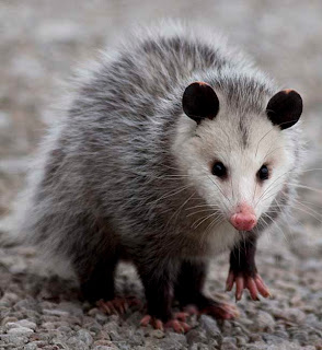 Habitat Home: Opossum