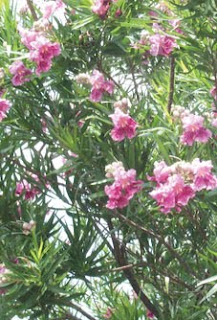 Texas Farm and Garden Variety: Desert Willow (Chilopsis Linearis)