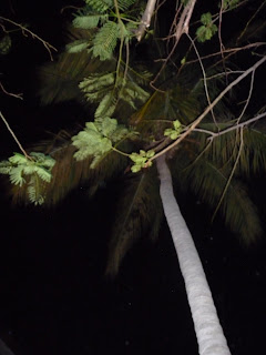 Botany of the BVI’s