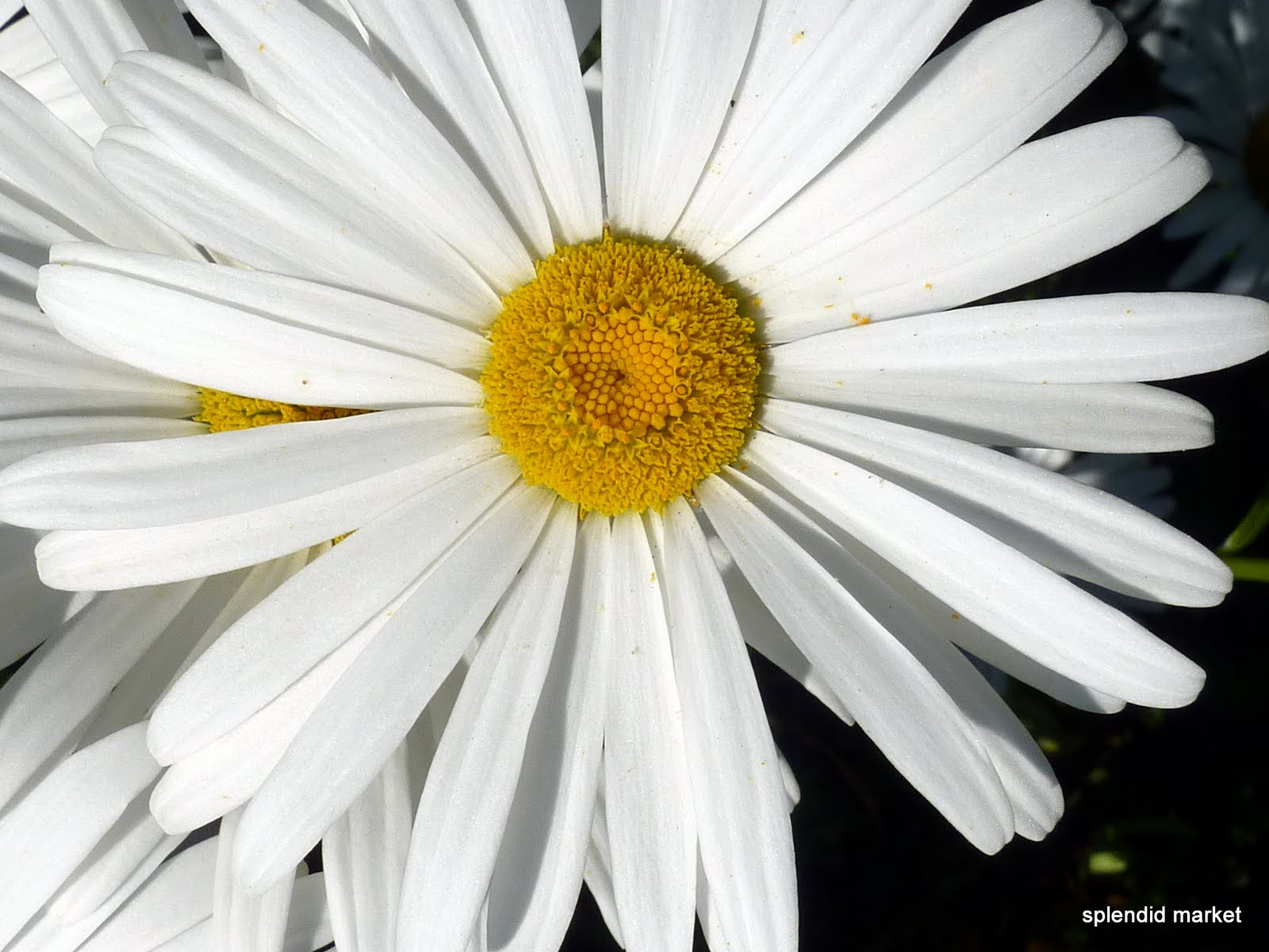 SPLENDID MARKET : daisy crown