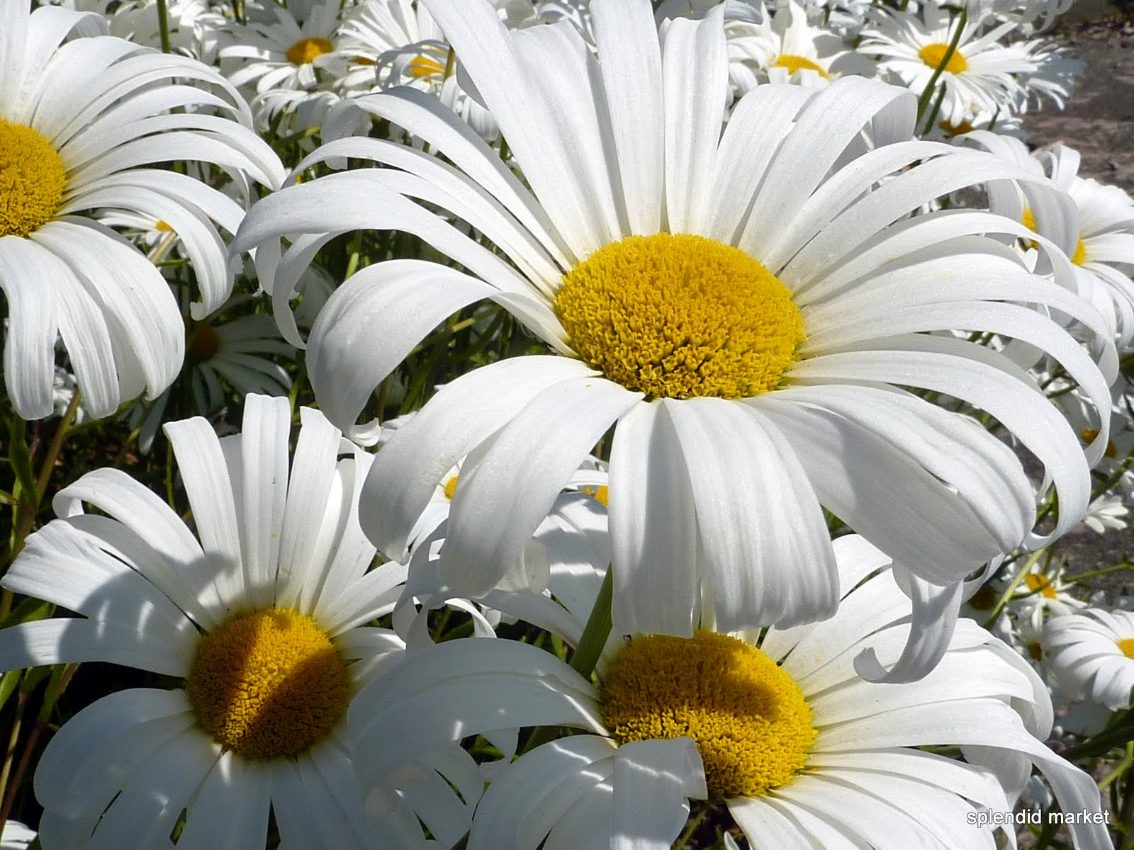 SPLENDID MARKET : daisy crown