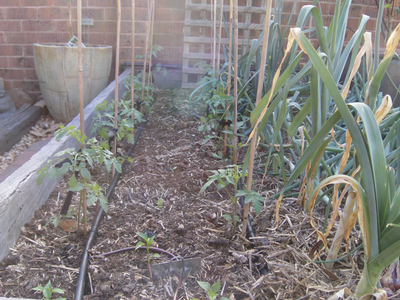 Low Pressure Drip Irrigation Part 3 - The Greening of Gavin