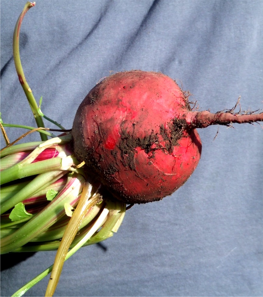 You Can't Beet A Root - The Greening of Gavin