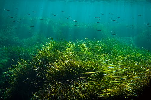 Sanremo Buongiorno!: Il ruolo della Posidonia oceanica nell’ecosistema ...