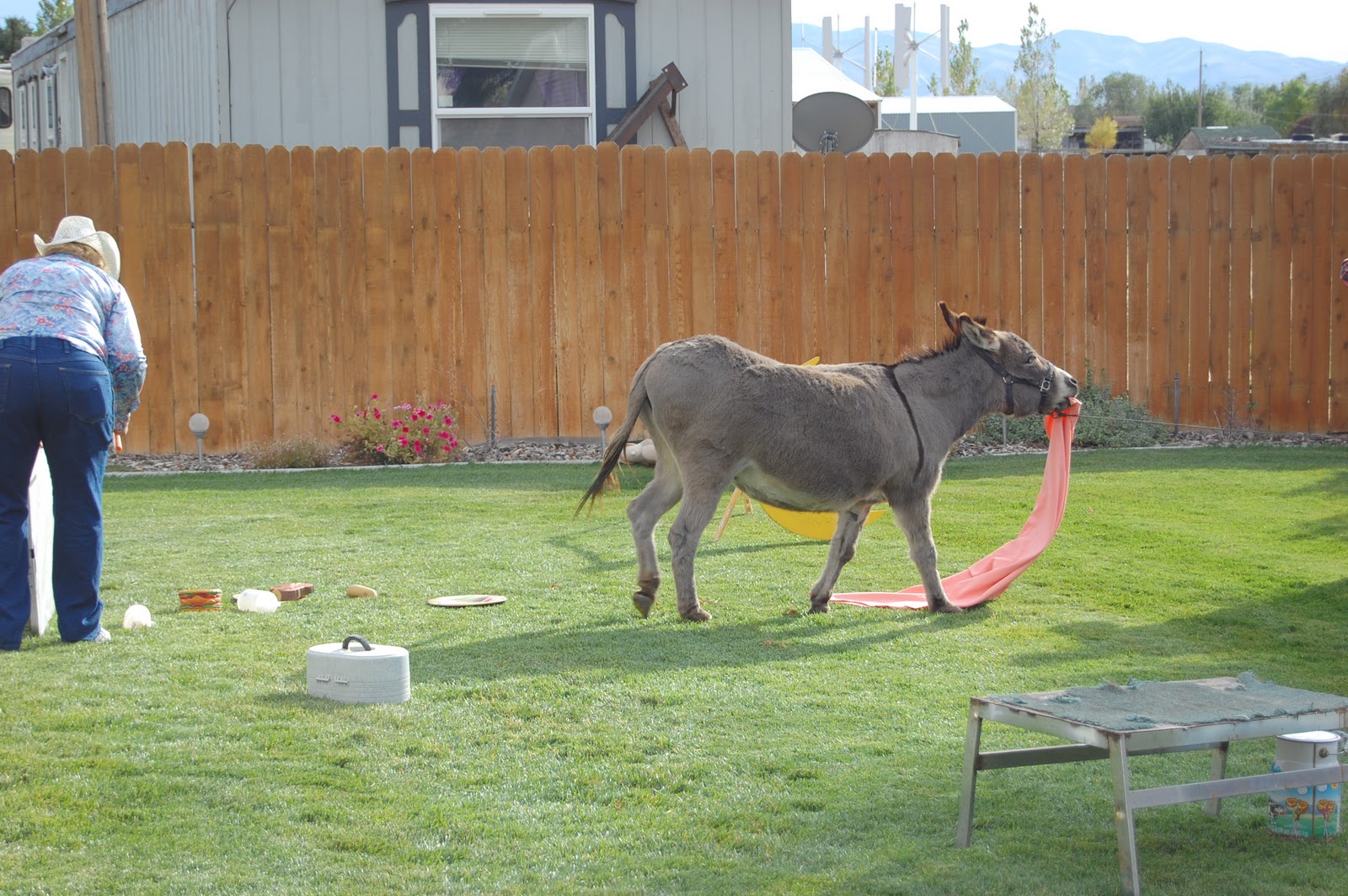 What a beautiful day!: Donkey and Bull show!