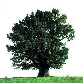 biodiversidade/sustentabilidade