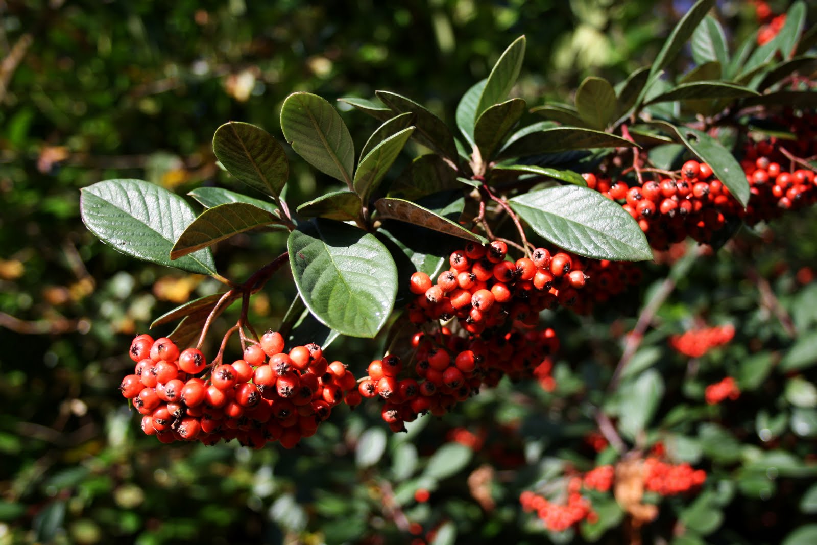 .: Cotoneaster lacteus.