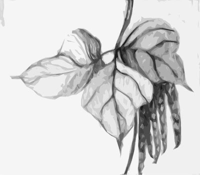 works in progress : Weaving for 2010 has begun--and kudzu drawings are ...